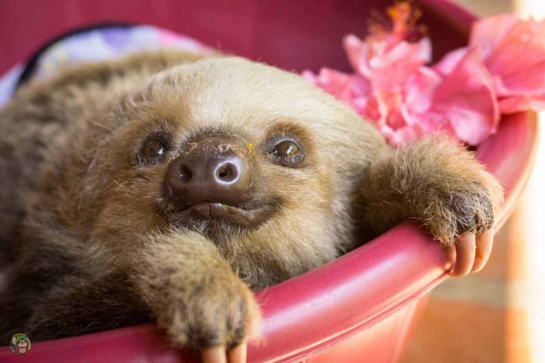 Rescue in Costa Rica: The Story of a Sloth Orphan Found on a Volcano