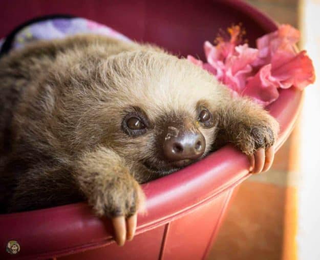 Rescue in Costa Rica: The Story of a Sloth Orphan Found on a Volcano