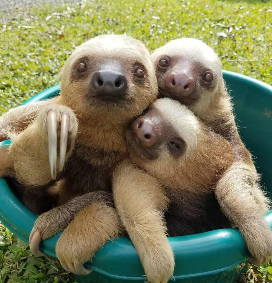 Slothy Sunday: Bilbo, the Sloth Super-Dad! – The Tico Times | Costa ...