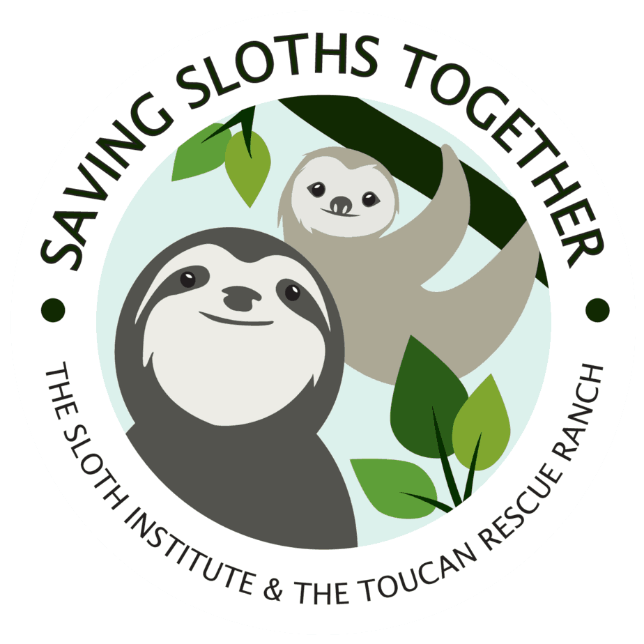 Slothy Sunday: An update on our sloth release program, Saving Sloths ...