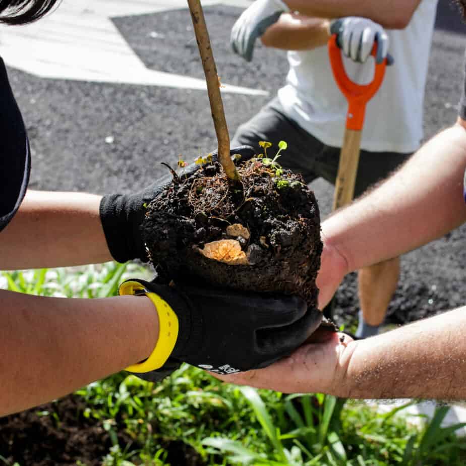 Costa Ricans take the ‘reforestation challenge’ – The Tico Times ...