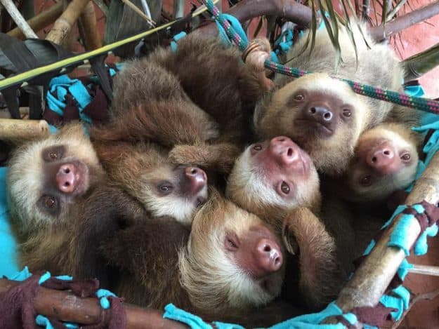 From Orphans to Wild: A Journey with Costa Rica's Rescued Sloths : The ...