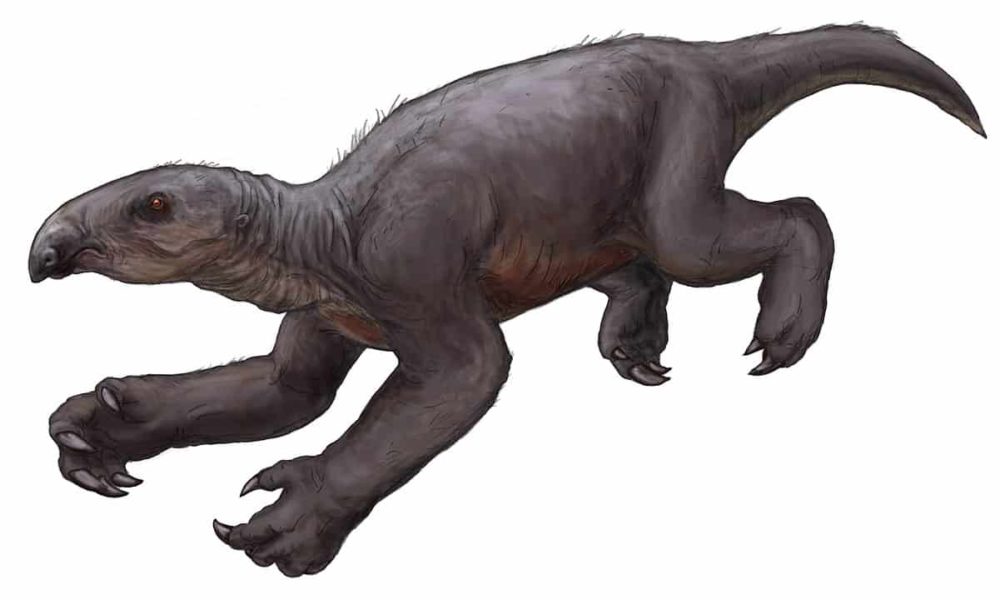 From Dinosaurs to Treetops: The Extraordinary Evolution of Sloths