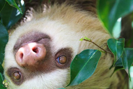 The Ancient Connection Between Avocados and Giant Sloths - Environment ...