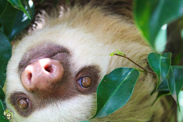 The Ancient Connection Between Avocados and Giant Sloths - Environment ...