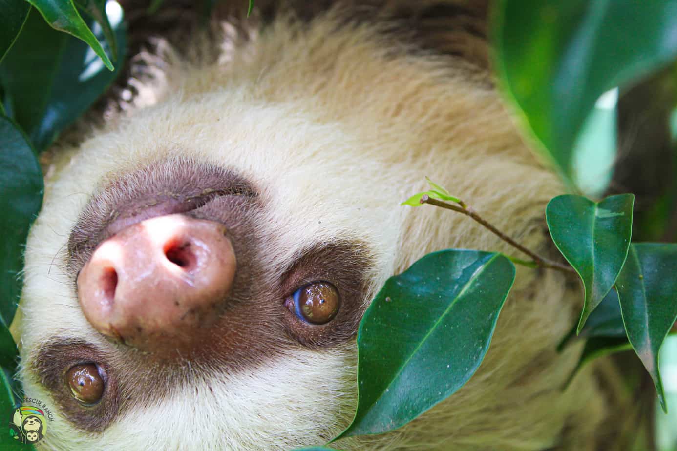 The Ancient Connection Between Avocados and Giant Sloths : The Tico ...
