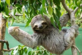 From Dinosaurs to Treetops: The Extraordinary Evolution of Sloths