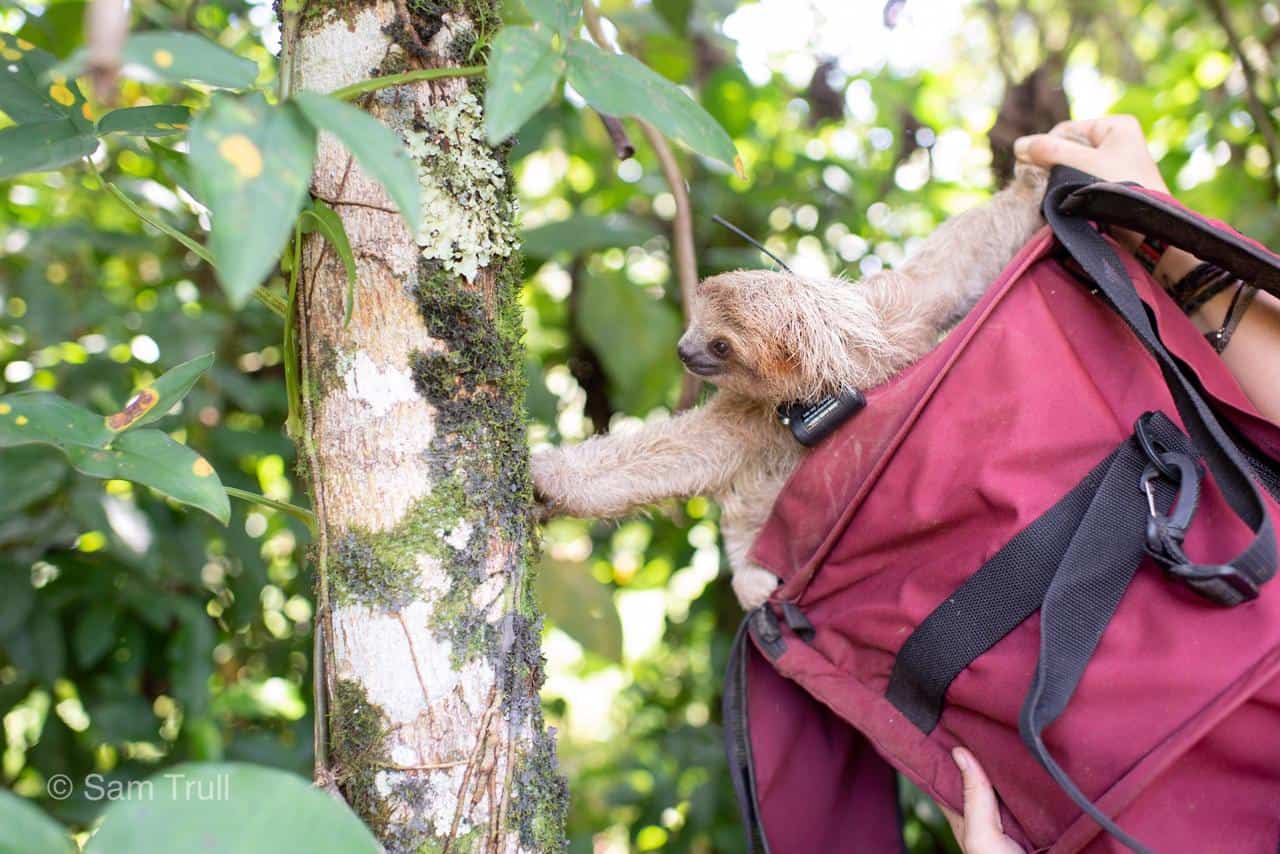 Saving Sloths in Costa Rica Together