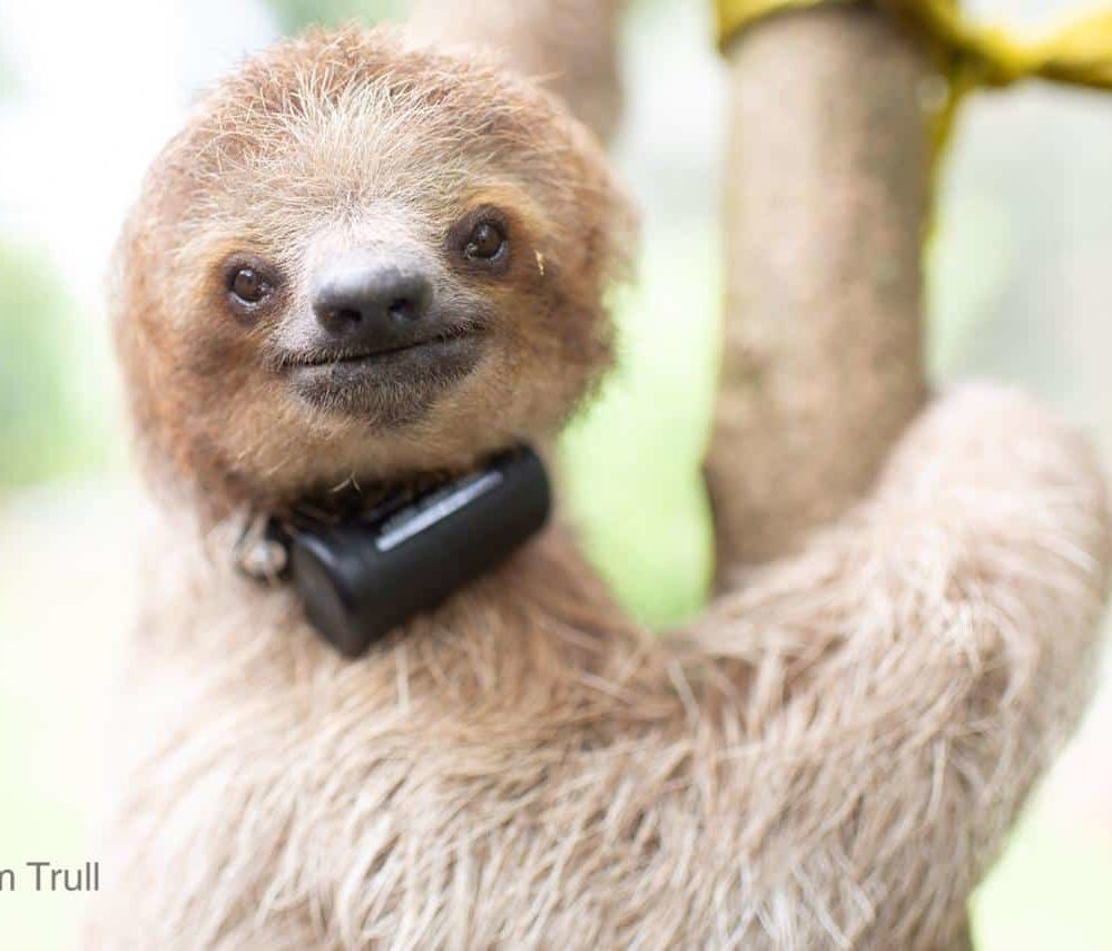 Slothy Sunday: Saving sloths together update – The Tico Times | Costa ...