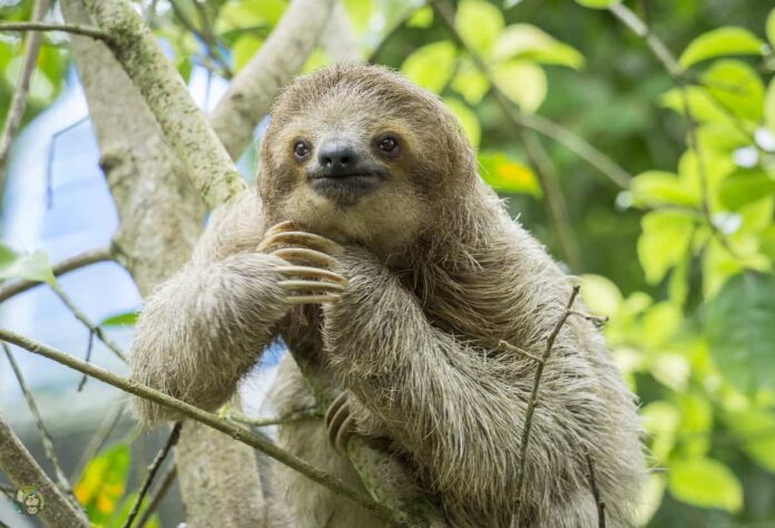 Costa Rica Year in Review: Our favorite sloth Photos