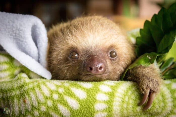 An update on our sloth release program, Saving Sloths Together : The ...