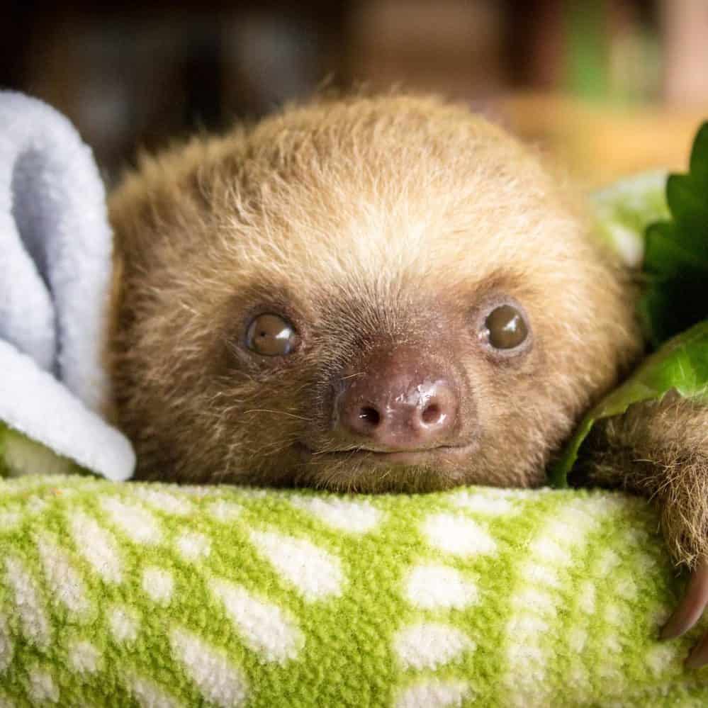Slothy Sunday: An update on our sloth release program, Saving Sloths ...
