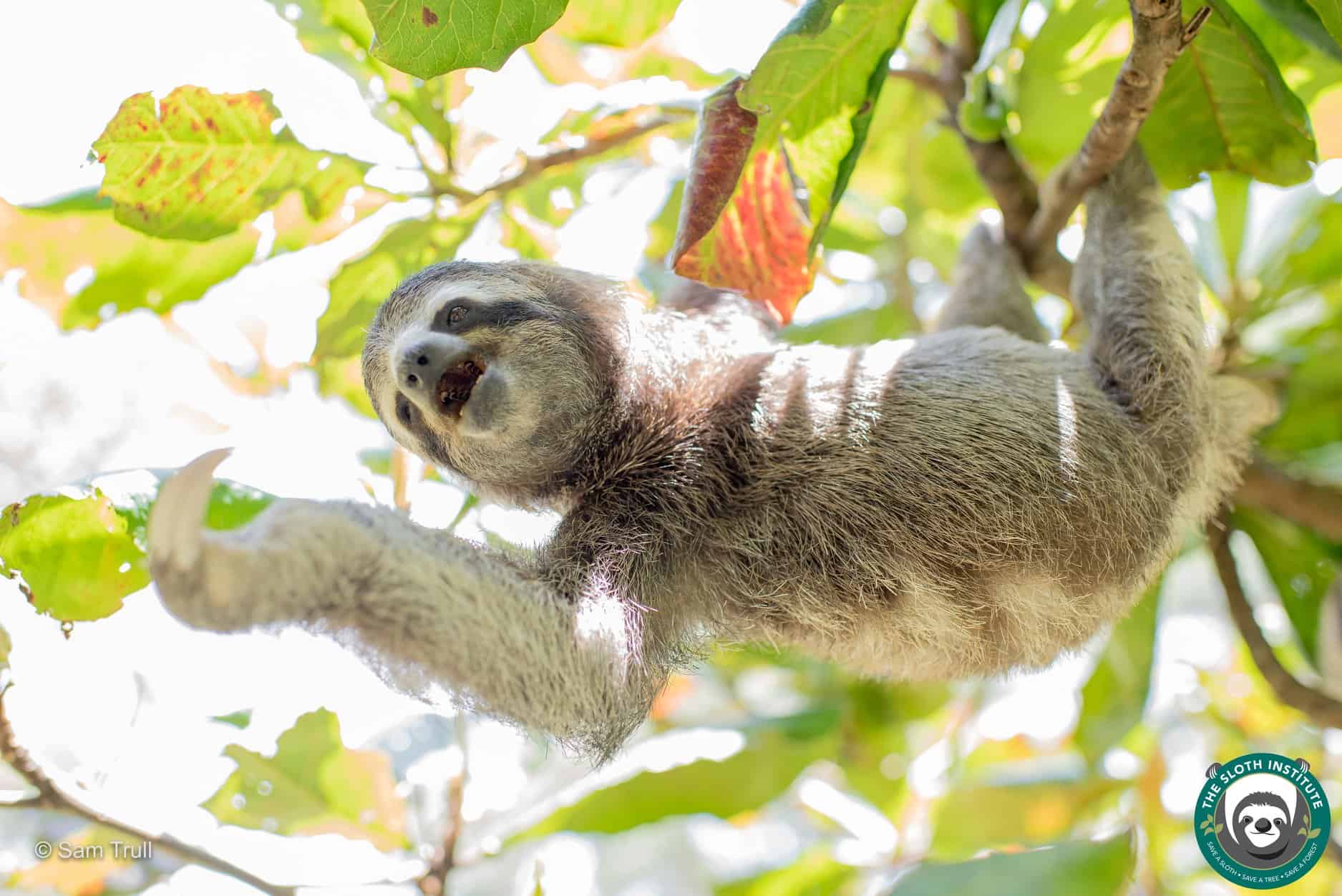 Slothy Sunday: An update on our sloth release program, Saving Sloths ...