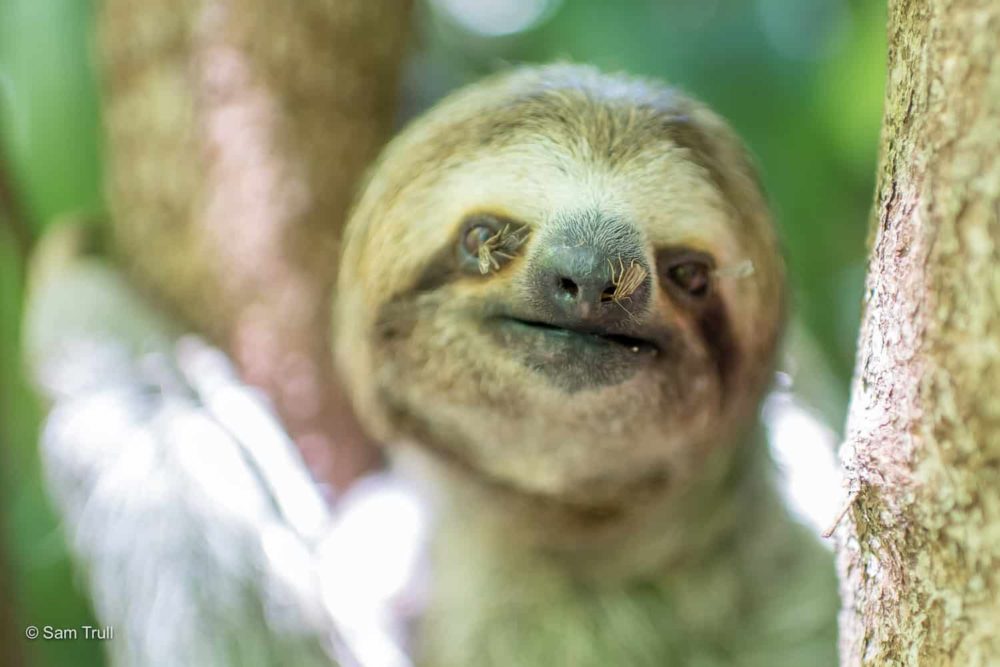 5 sloth facts explained: Swimming, squeaking and more : The Tico Times ...
