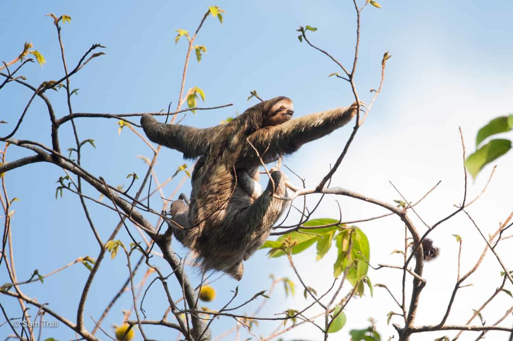 5 sloth facts explained: Swimming, squeaking and more : The Tico Times ...