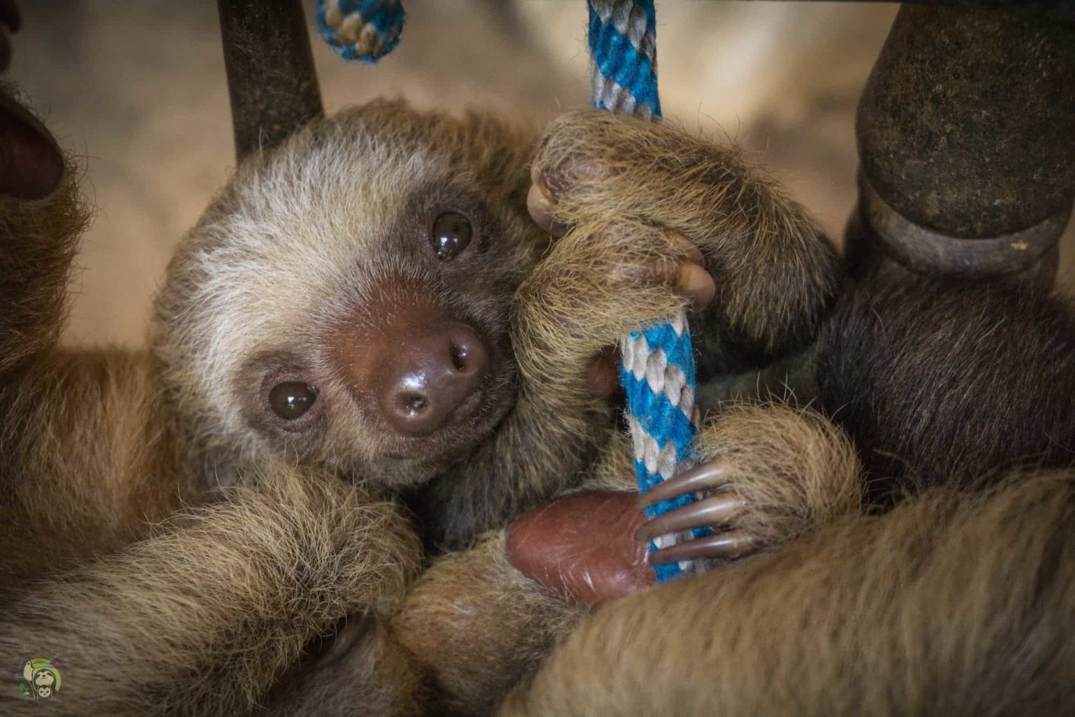 Costa Rica Wildlife: A moment of appreciation for the two-fingered sloth