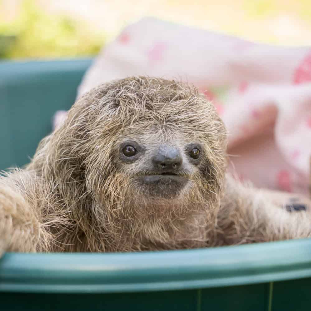 Slothy Sunday: Looking skyward for sloths – The Tico Times | Costa Rica ...