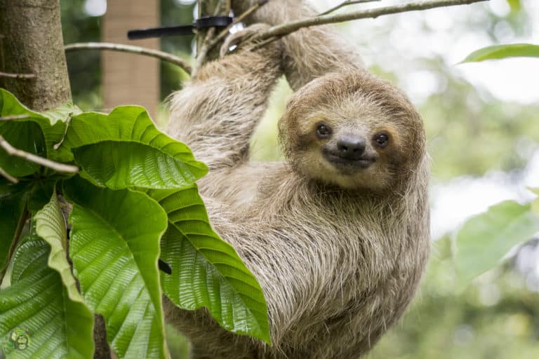 Ancient Antarctica: When Sloths Roamed the Icy Continent : The Tico ...