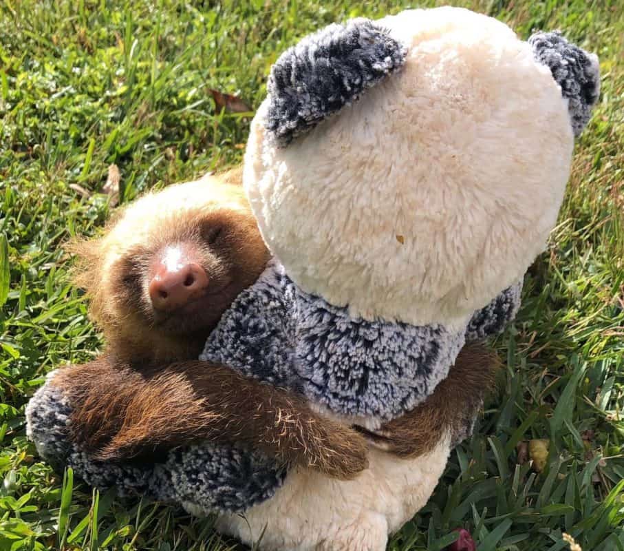 Costa Rica Sloth Rescue: Six months in rehab - Environment and Wildlife ...