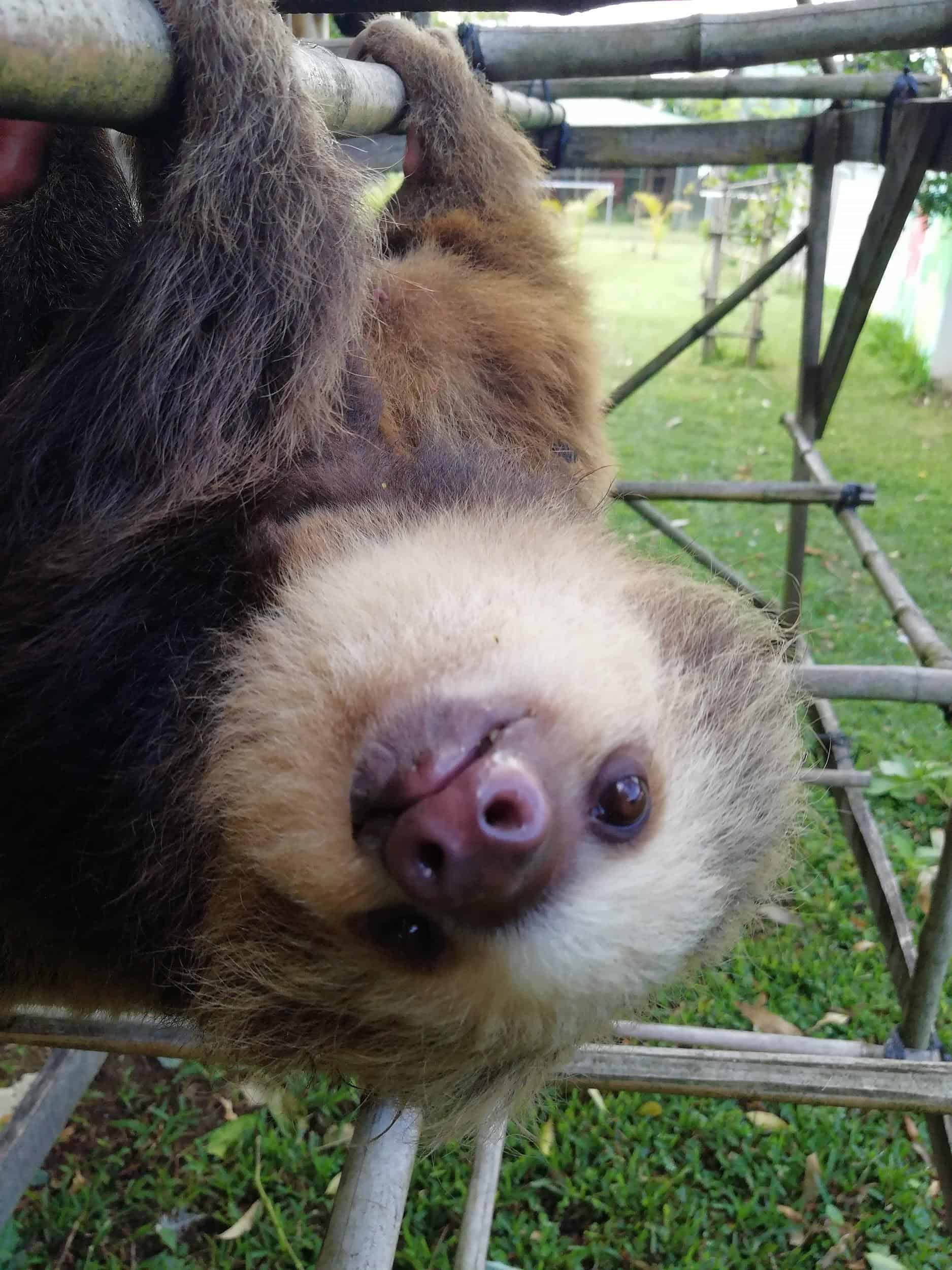 Slothy Sunday: Keeping warm and toasty with your friend the sloth