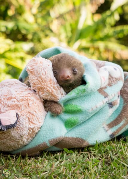Slothy Sunday: The rain will come down tomorrow, starring Bodhi the sloth