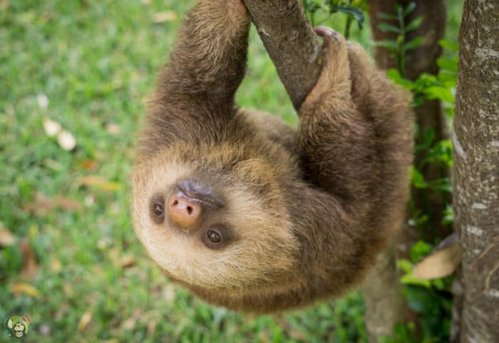 Slothy Sunday: The black anteater of the sloth family tree – The Tico ...