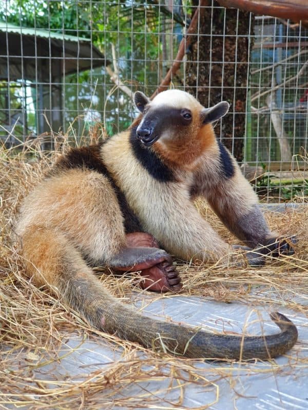 Slothy Sunday: The black anteater of the sloth family tree