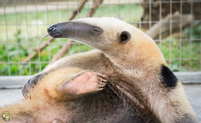Costa Rica Wildlife: The black anteater of the sloth family tree