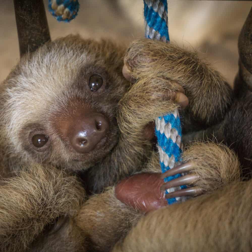 Slothy Sunday: Ending the weekend with cute sloths – The Tico Times ...