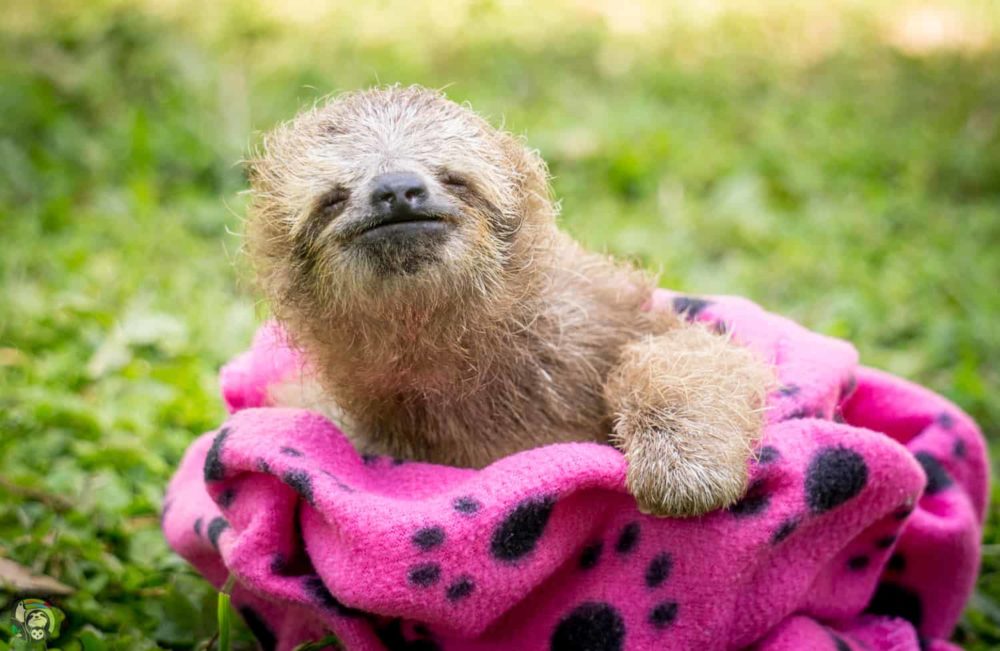 Costa Rica's Cutest Conservation Story: Baby Sloth in Pink