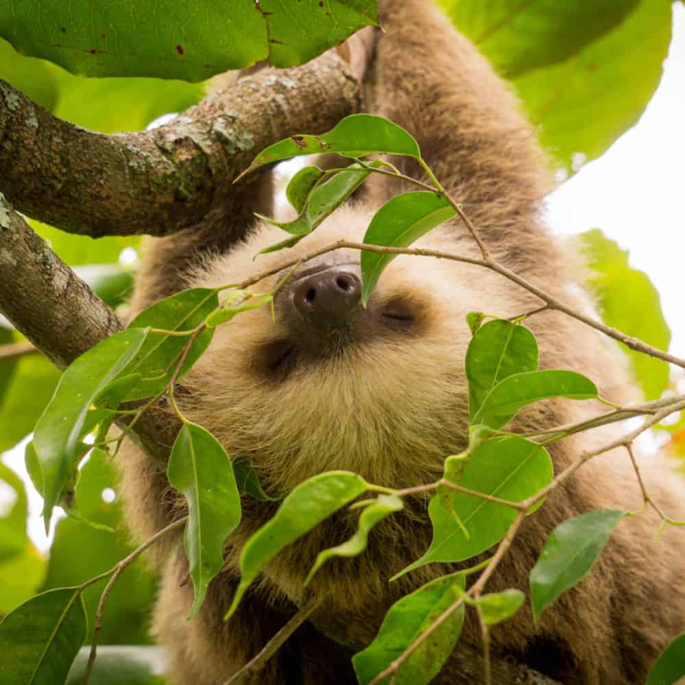 Slothy Sunday: Osa, a true ‘Oso Perezoso’ – The Tico Times | Costa Rica ...