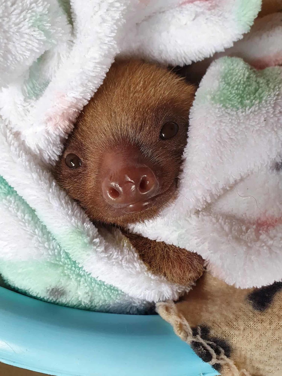 Slothy Sunday: Meet Amalur, one of Toucan Rescue Ranch's youngest sloths