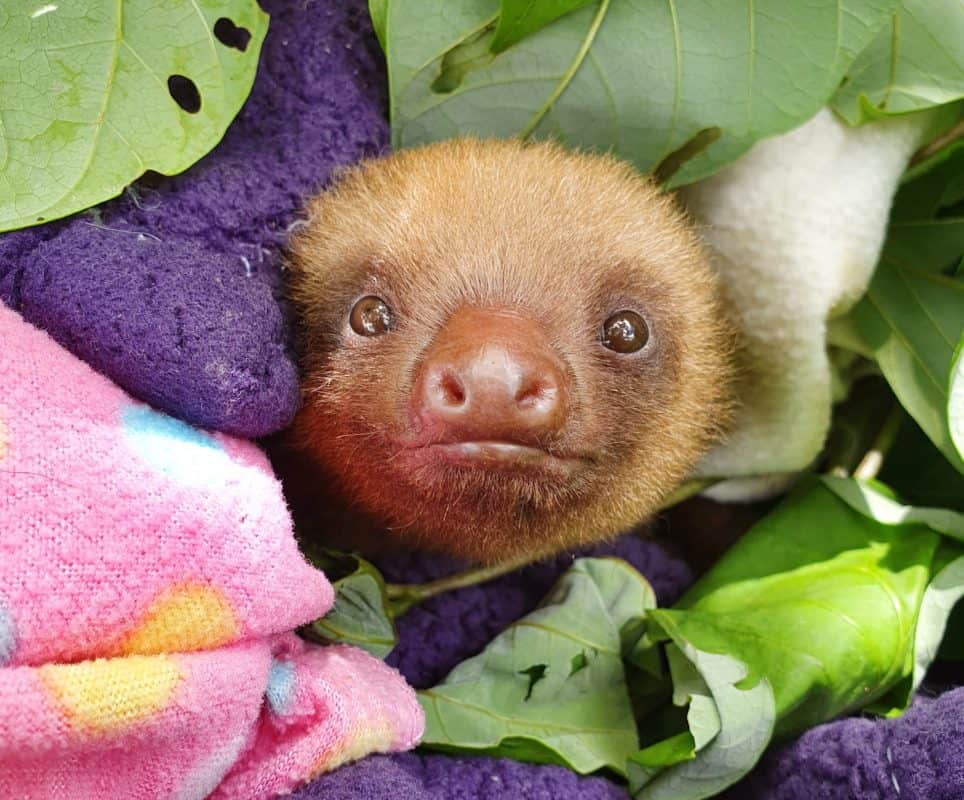 Costa Rica Sloth Conservation: Meet Amalur : The Tico Times | Costa ...