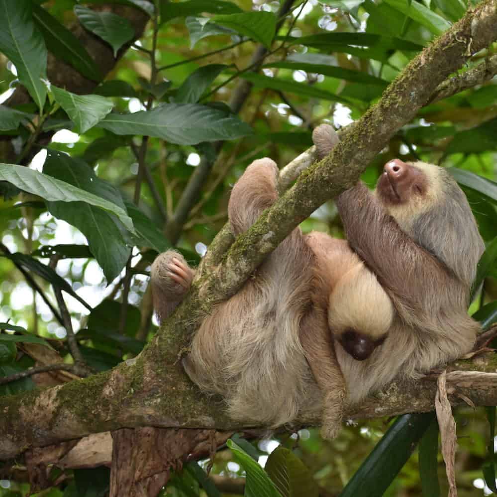 Slothy Saturday: Happy Mother’s Day from this momma sloth – The Tico ...