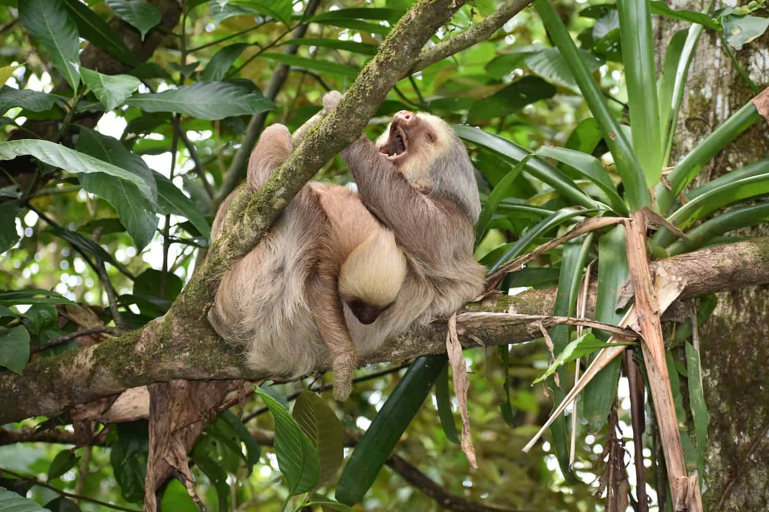 Sloths in Costa Rica: Happy Mother's Day from this momma sloth