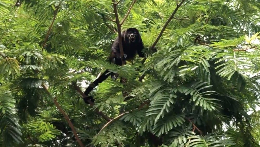 Documentary Highlights Costa Rica’s Howler Monkey Crisis : The Tico ...