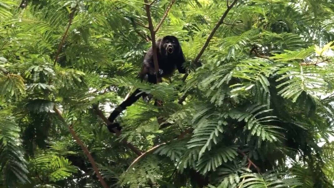 Documentary Highlights Costa Rica’s Howler Monkey Crisis : The Tico ...