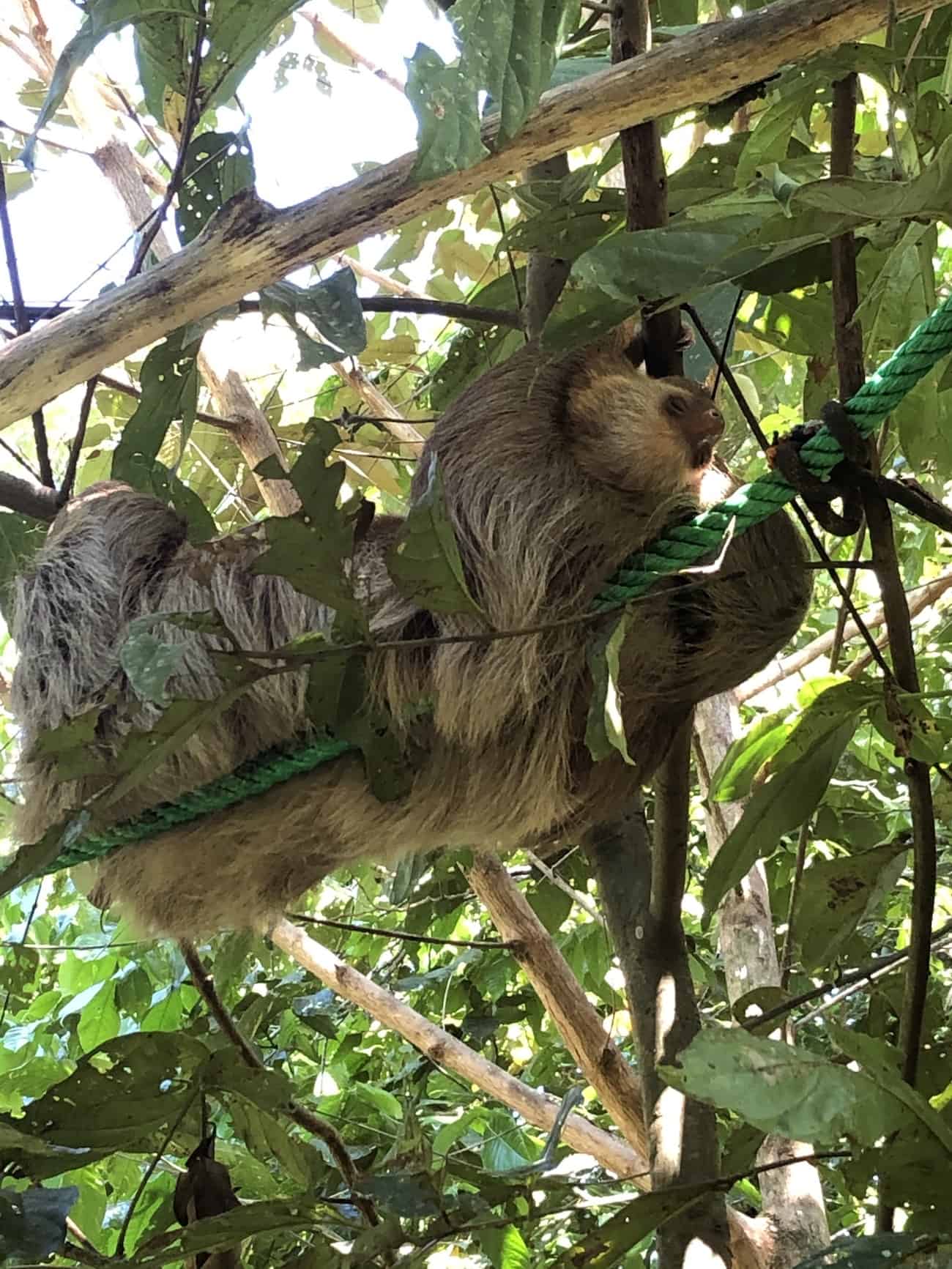 Slothy Sunday: Meet the sloth moms, released and thriving