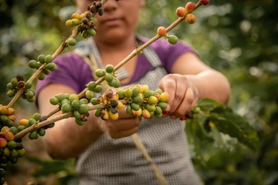 Effects of Climate Change on Costa Rica Coffee