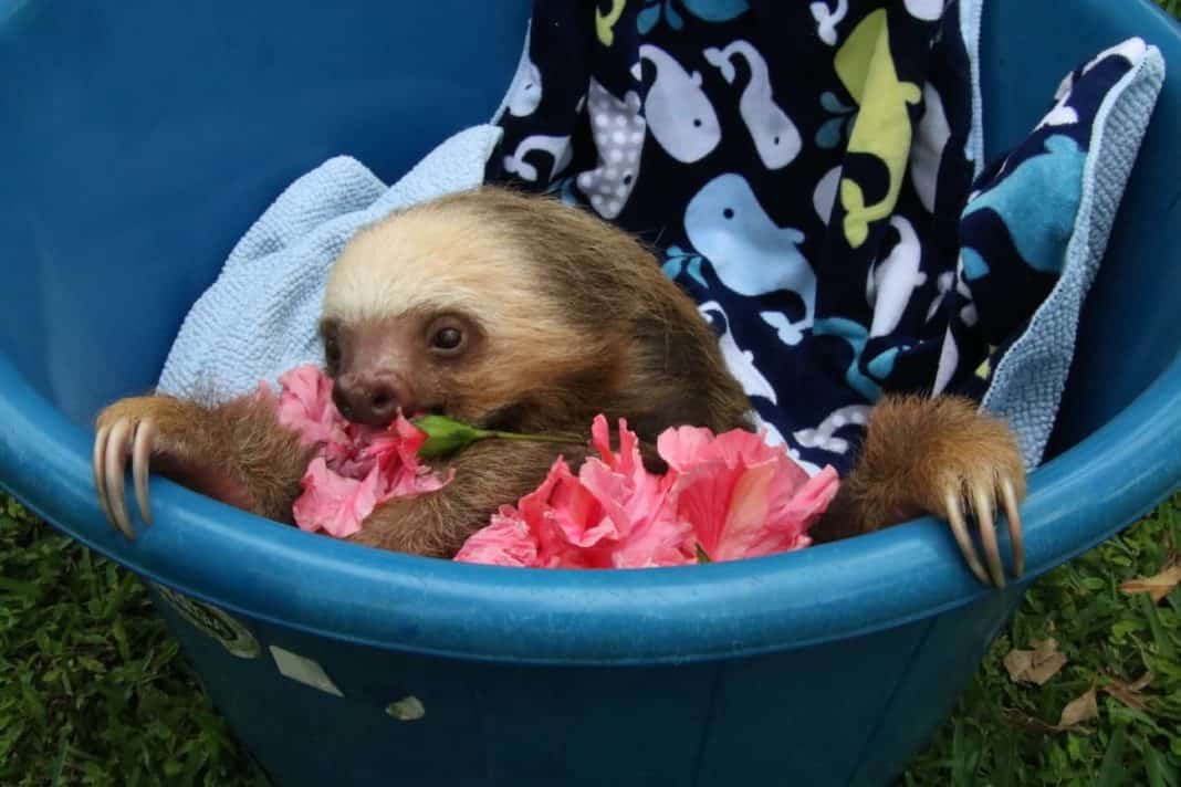 In Costa Rica: Praising the Slothlete winner! : The Tico Times | Costa ...