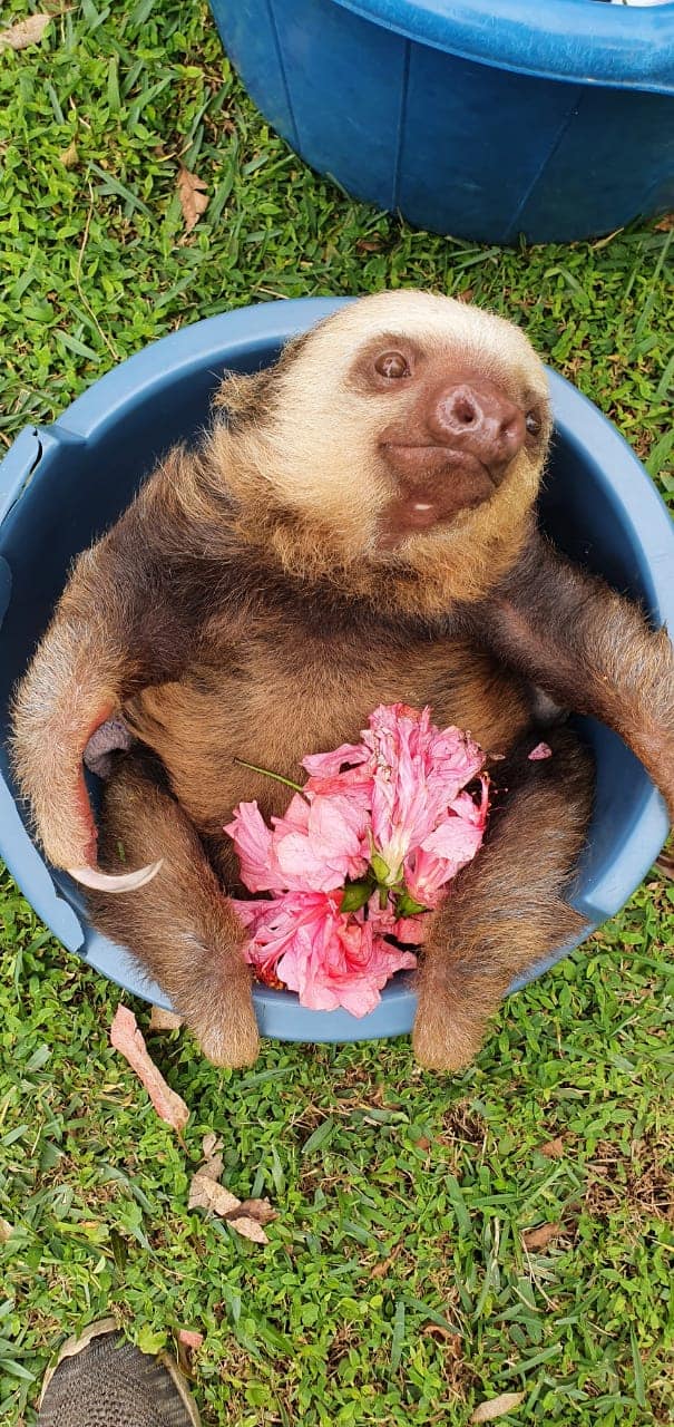 In Costa Rica: Praising the Slothlete winner!