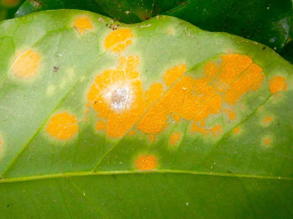What is Coffee Rust? Its Cause and Effect