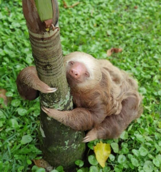 Grumpy the sloth: End your weekend with a smile
