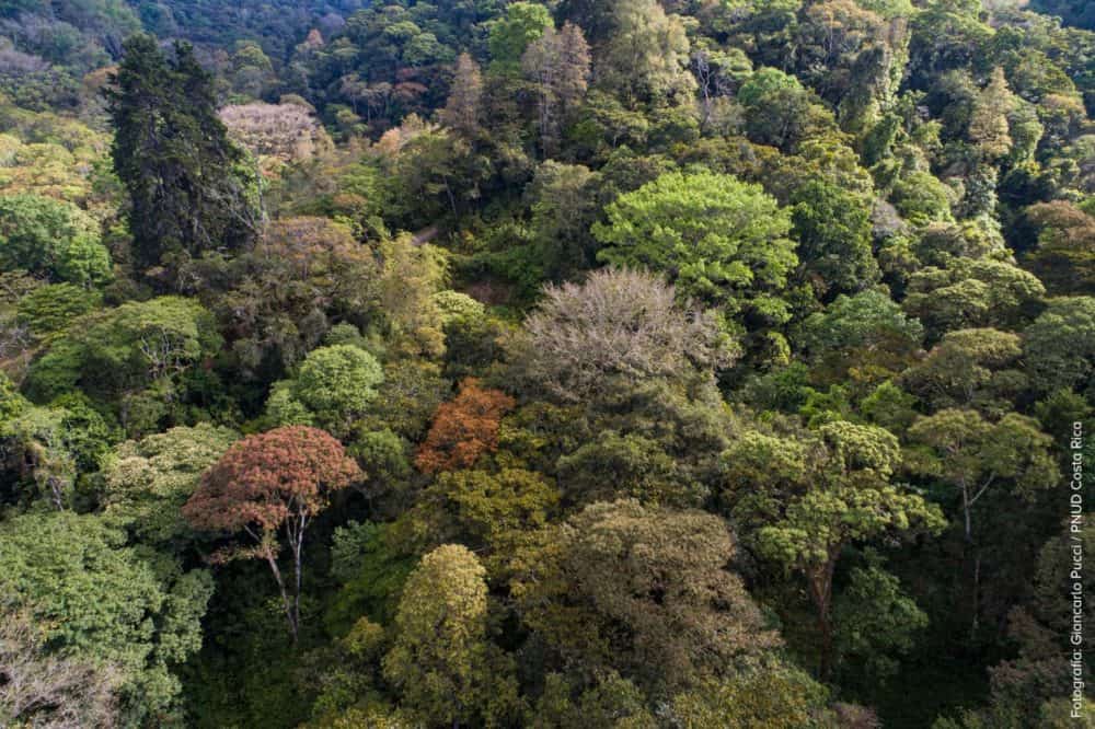 Costa Rica launches crowdfunding campaign for northern reforestation