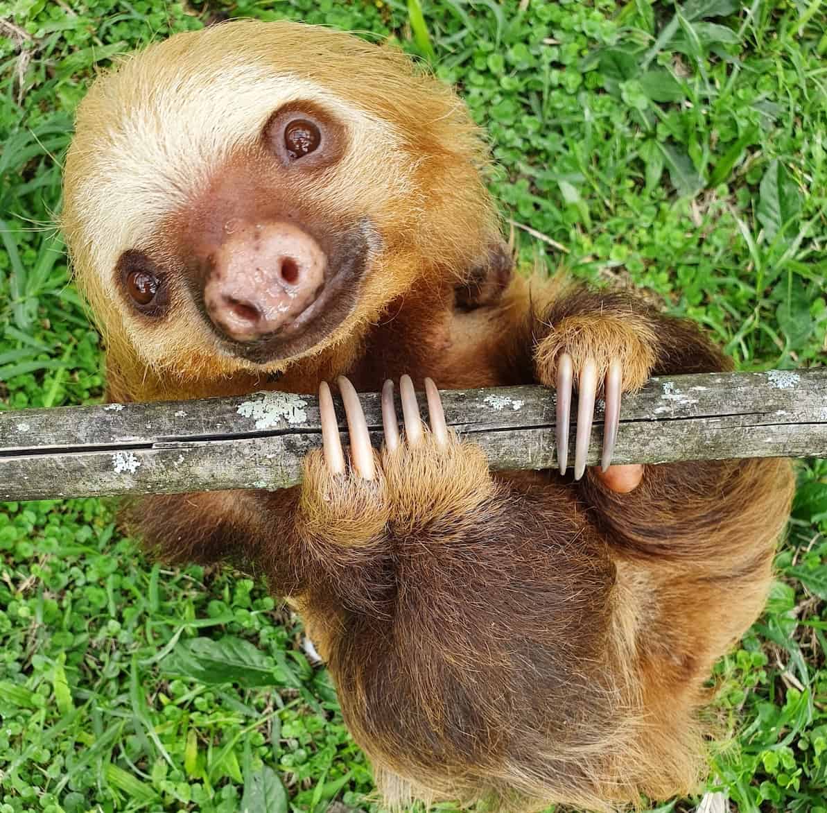 From Electrocution to Rehabilitation: Costa Rican Sloths Show the Way ...