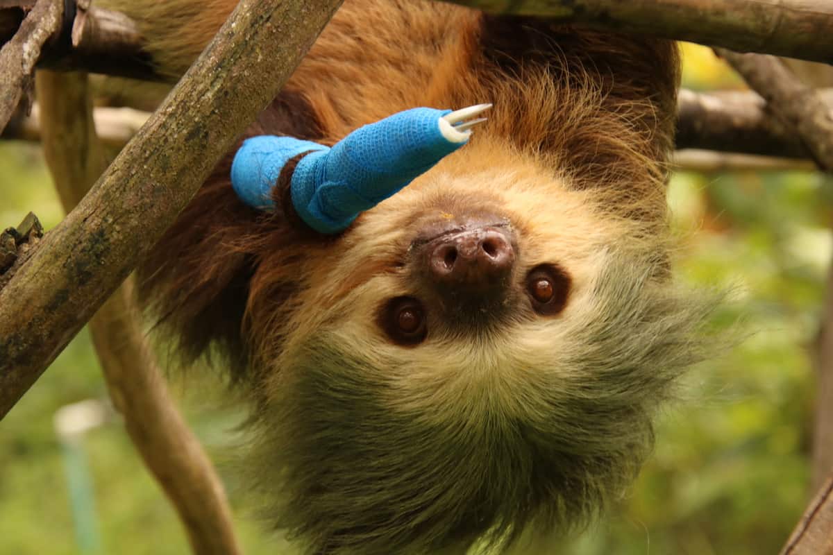From Electrocution to Rehabilitation: Costa Rican Sloths Show the Way ...