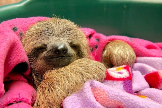 Orphaned Costa Rican sloth rescued after being hit by car