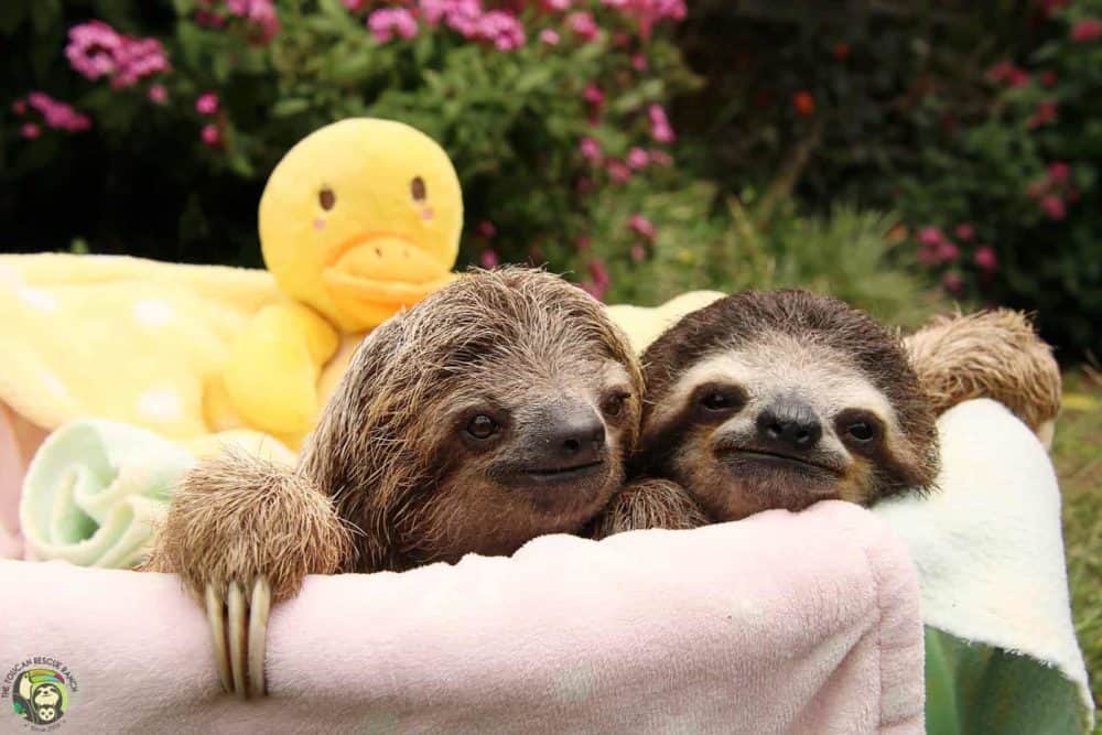 Costa Rica’s sloths on Earth Day! : The Tico Times | Costa Rica News ...