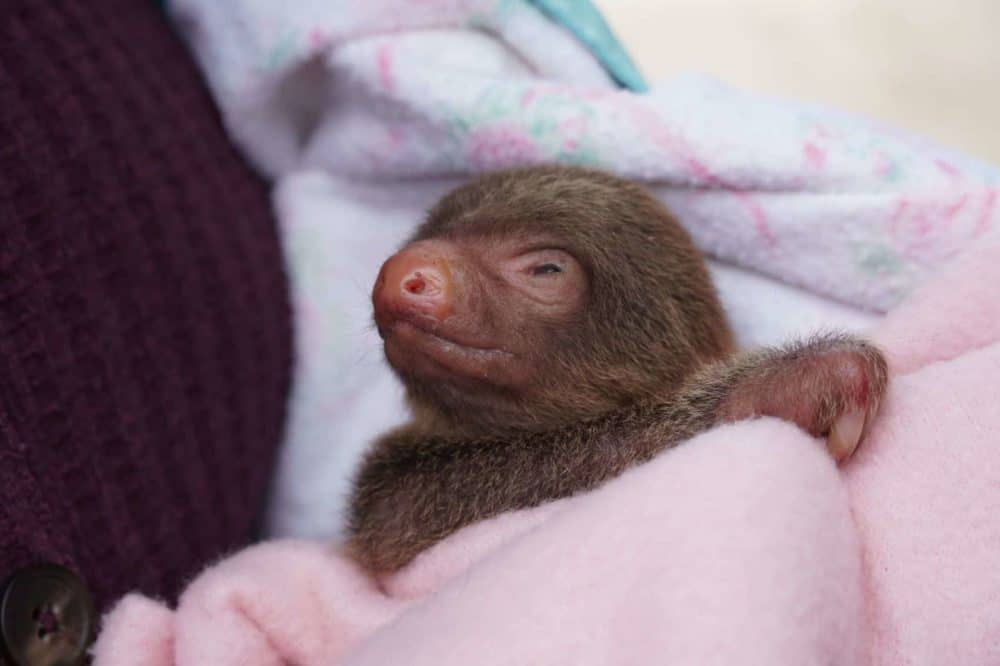 Baby orphan sloth in Costa Rica rescued by boat and plane : The Tico ...