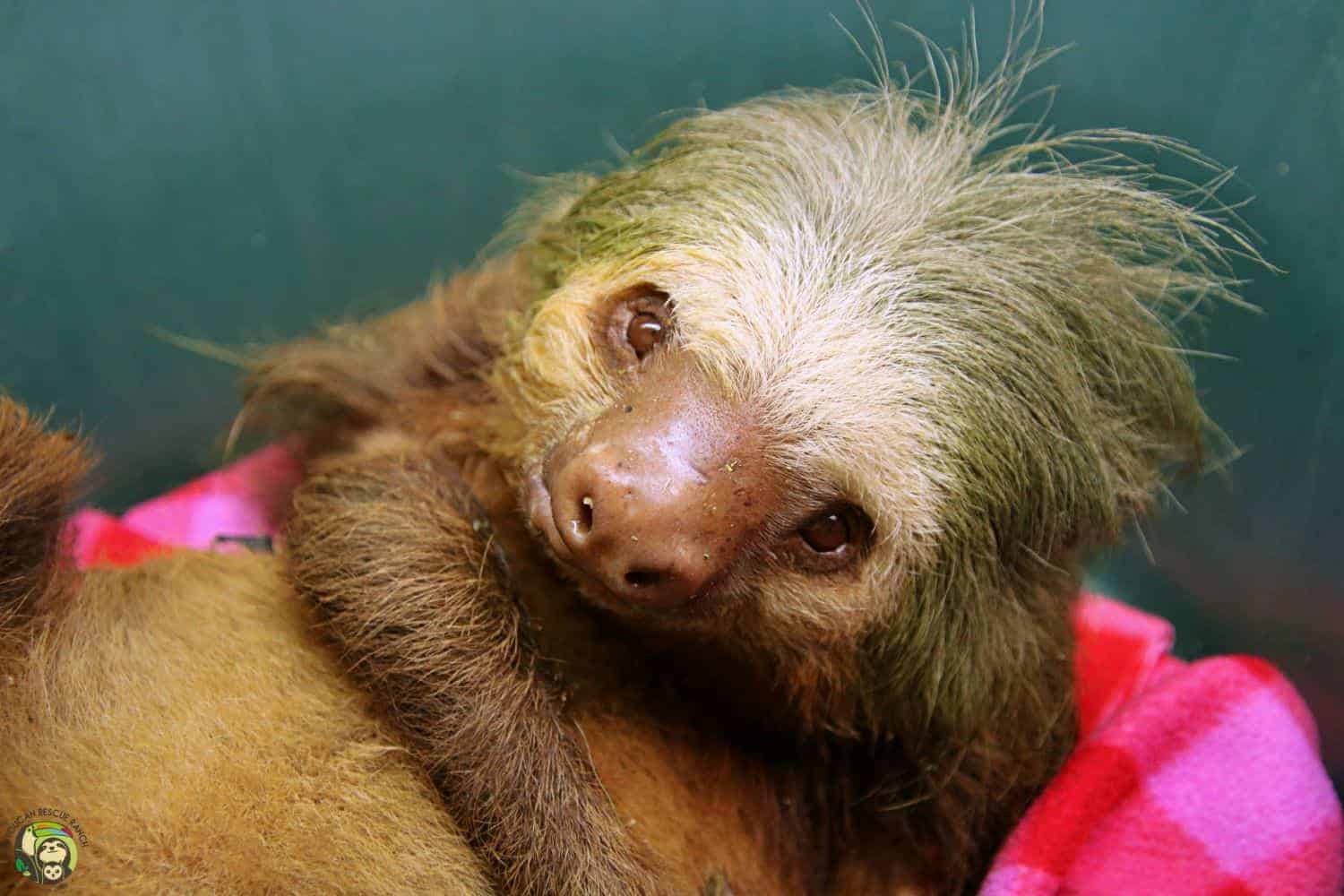 Sloth Sunday: Meet Malakai and Connor, two rescued two-fingered sloths!